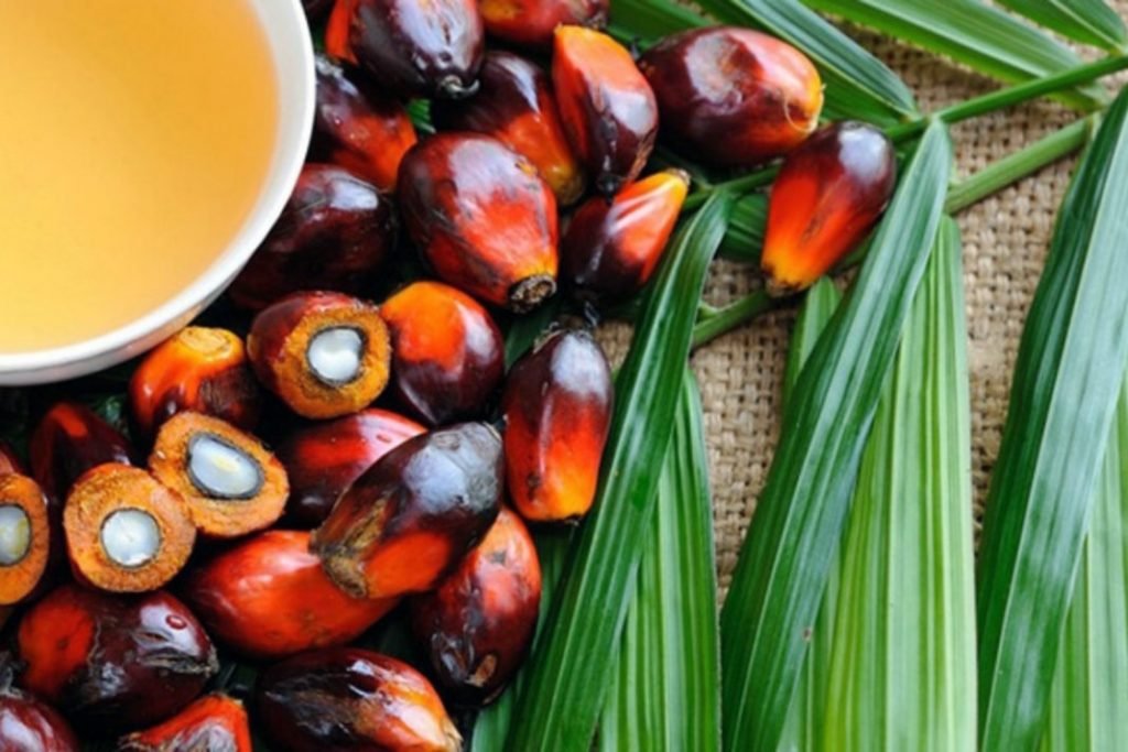 🌴 Óleo de Palma | ️ Amor do Campo - Saboaria Vegetal Artesanal e ...